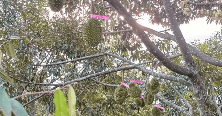"Durian Runtuh" How To Start A Durian Business In Malaysia 2024