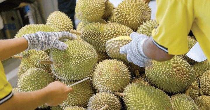 "Durian Runtuh" How To Start A Durian Business In Malaysia 2024